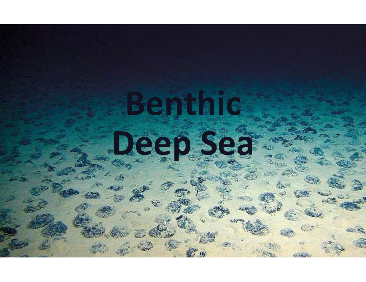 Benthic Deep Sea Ecosystems: Characteristics and Food Sources - Benthic ...