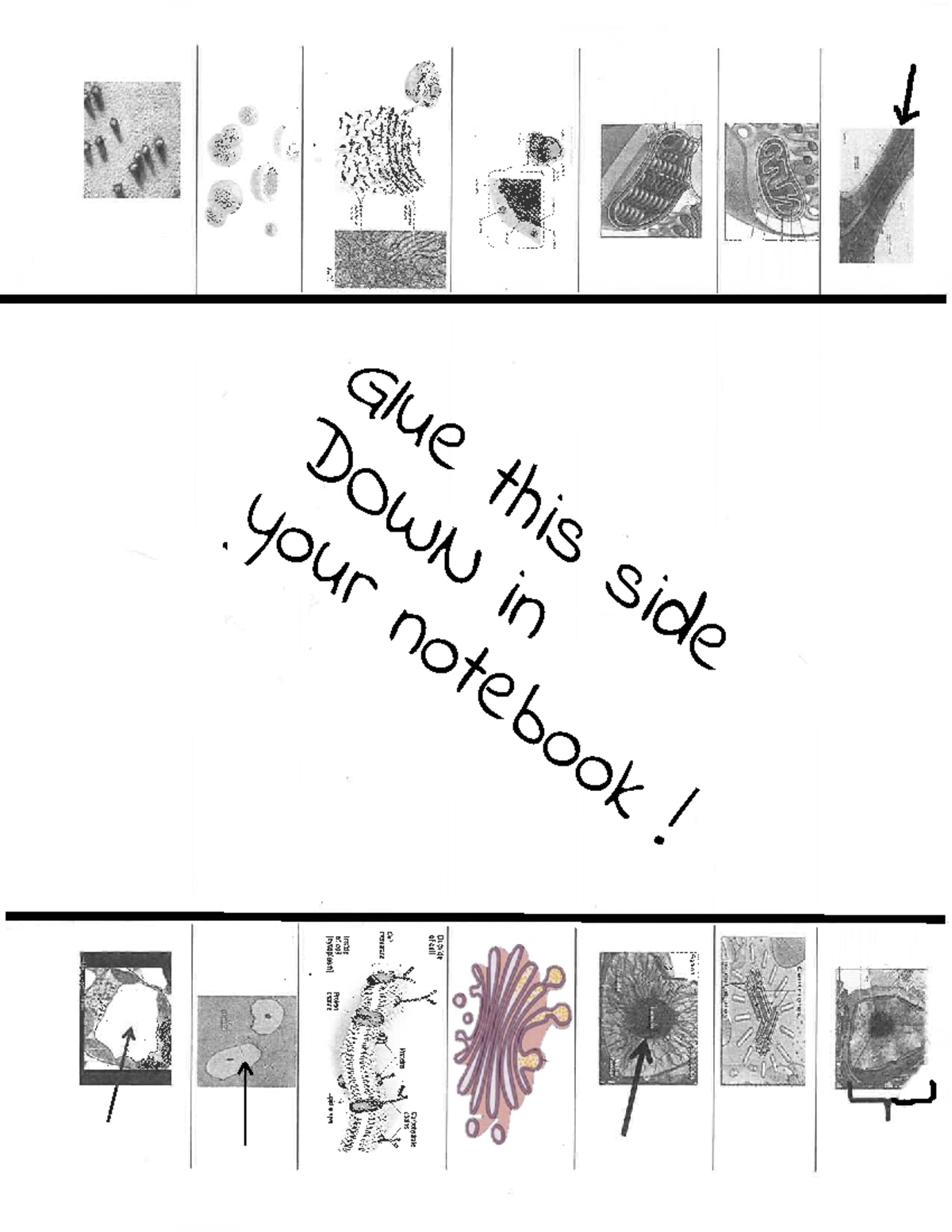 Cell Organelle Flip Book Notebook Fun - ,DUN Carbohydrate chains 1 Cent ...