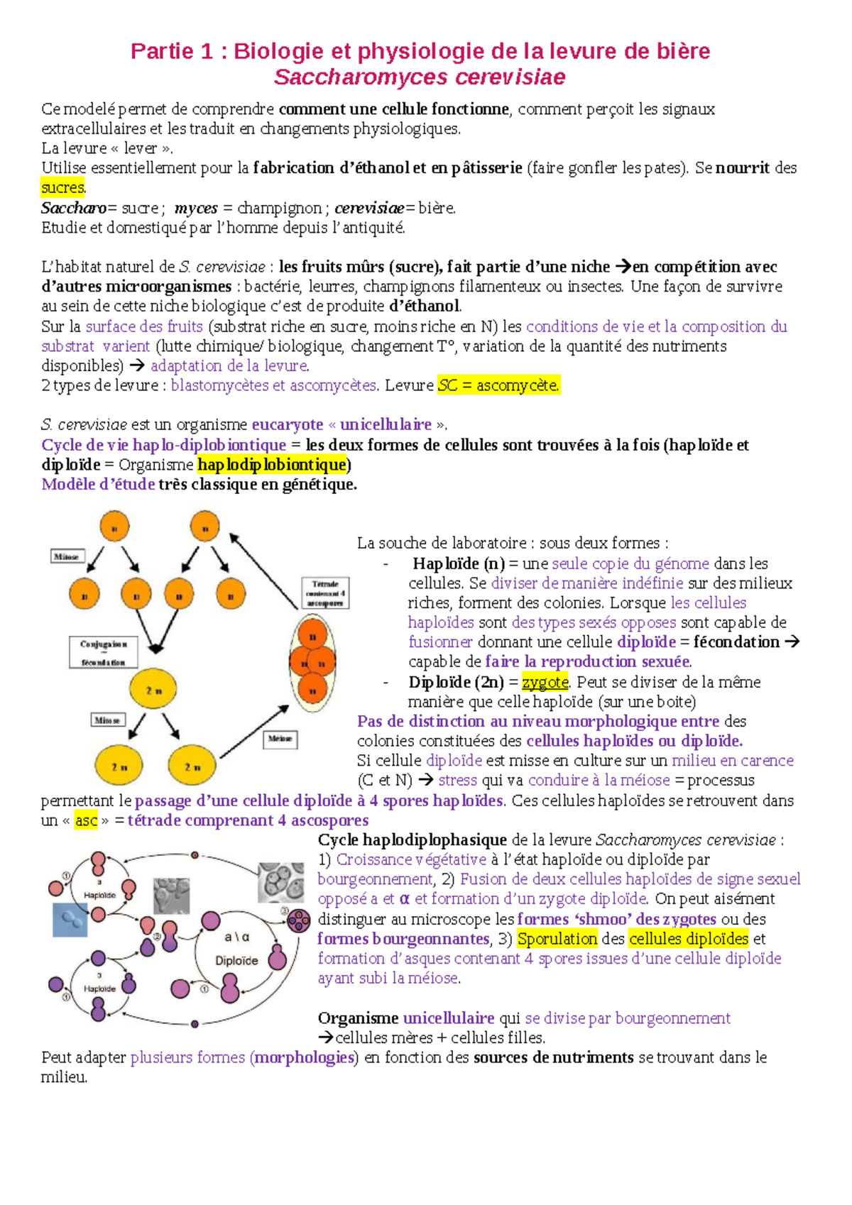 Cycle de Vie de Saccharomyces cerevisiae : Étude et Caractéristiques ...