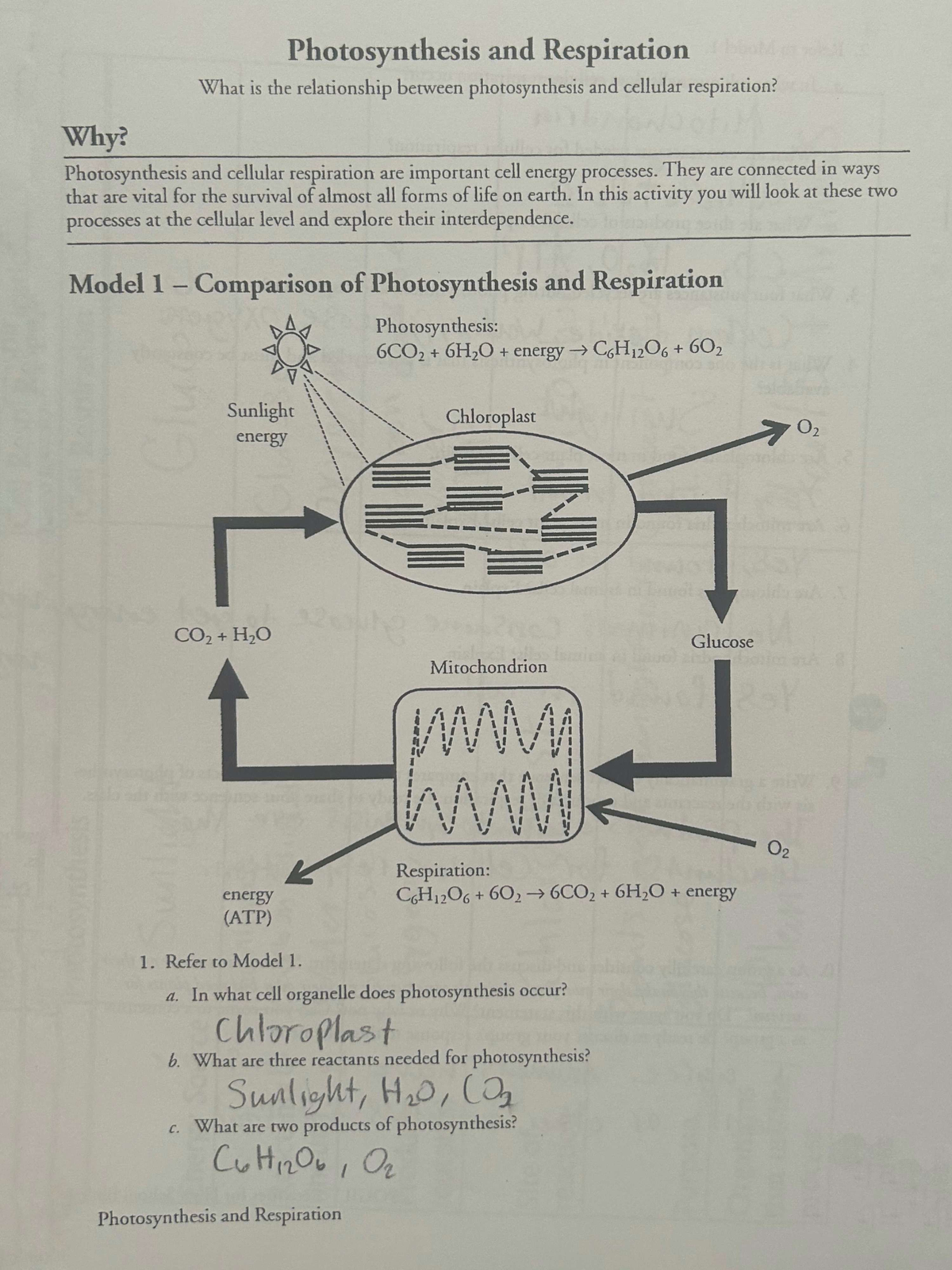 Bio answer - Photosynthesis and Respiration assignment - Photosynthesis ...