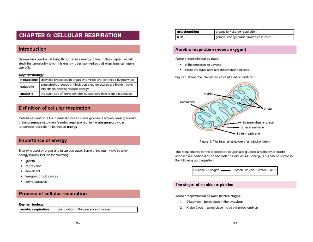 Cellular Respiration Overview - Key Concepts and Investigations - Studocu