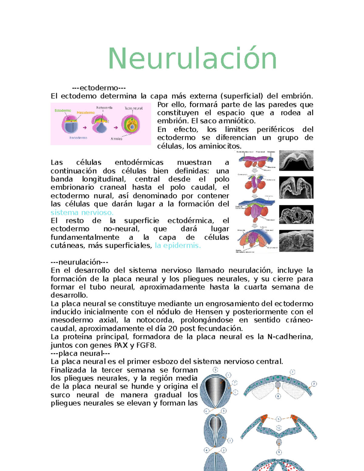 Neurulación - Neurulación -ectodermo- El ectodemo determina la capa más ...
