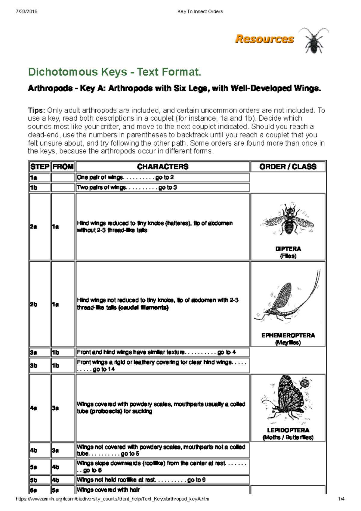 Key To Insect Orders - Dichotomous Keys - Text Format. Arthropods - Key ...