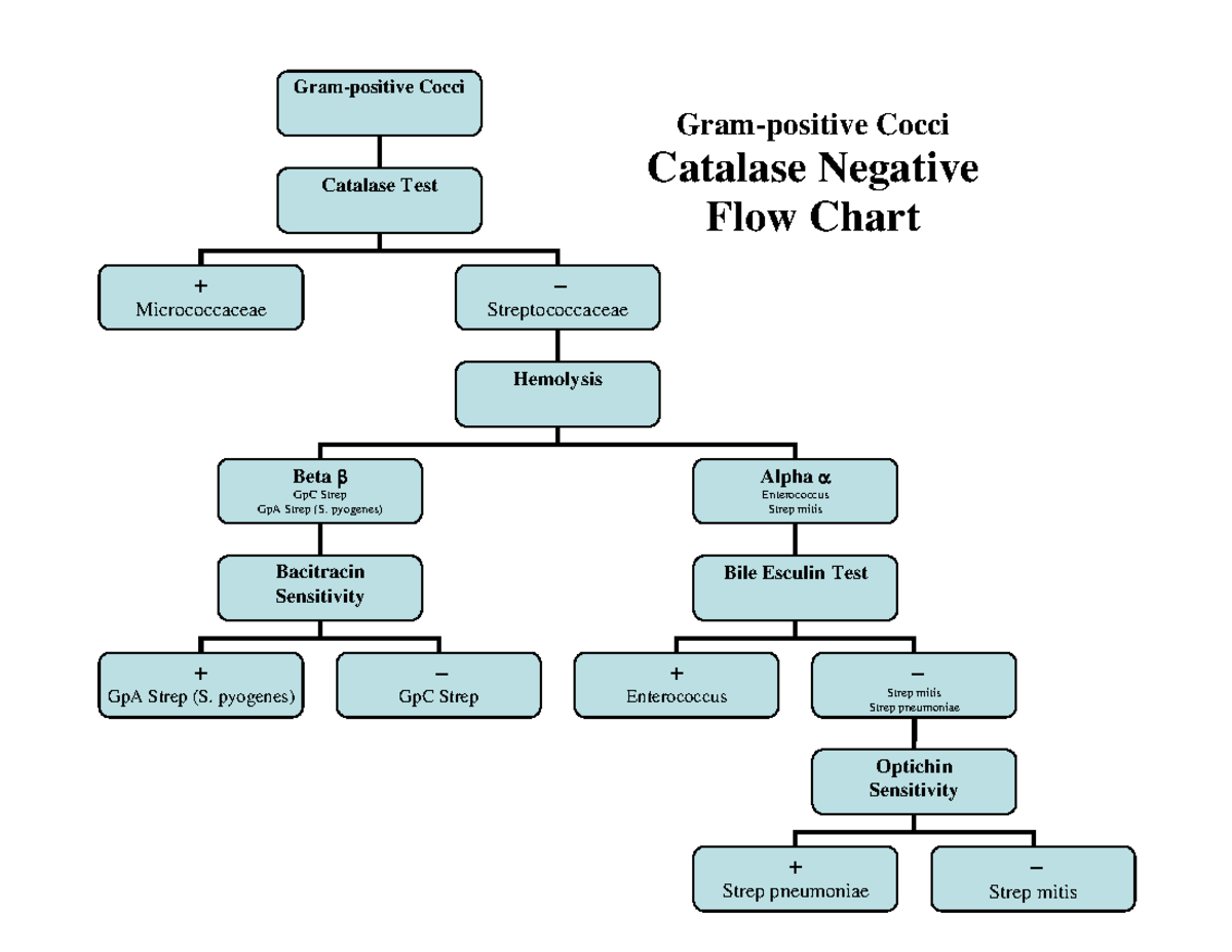 Cocci & Rods Catalase Test Flow Charts for Microbiology Study - Studocu