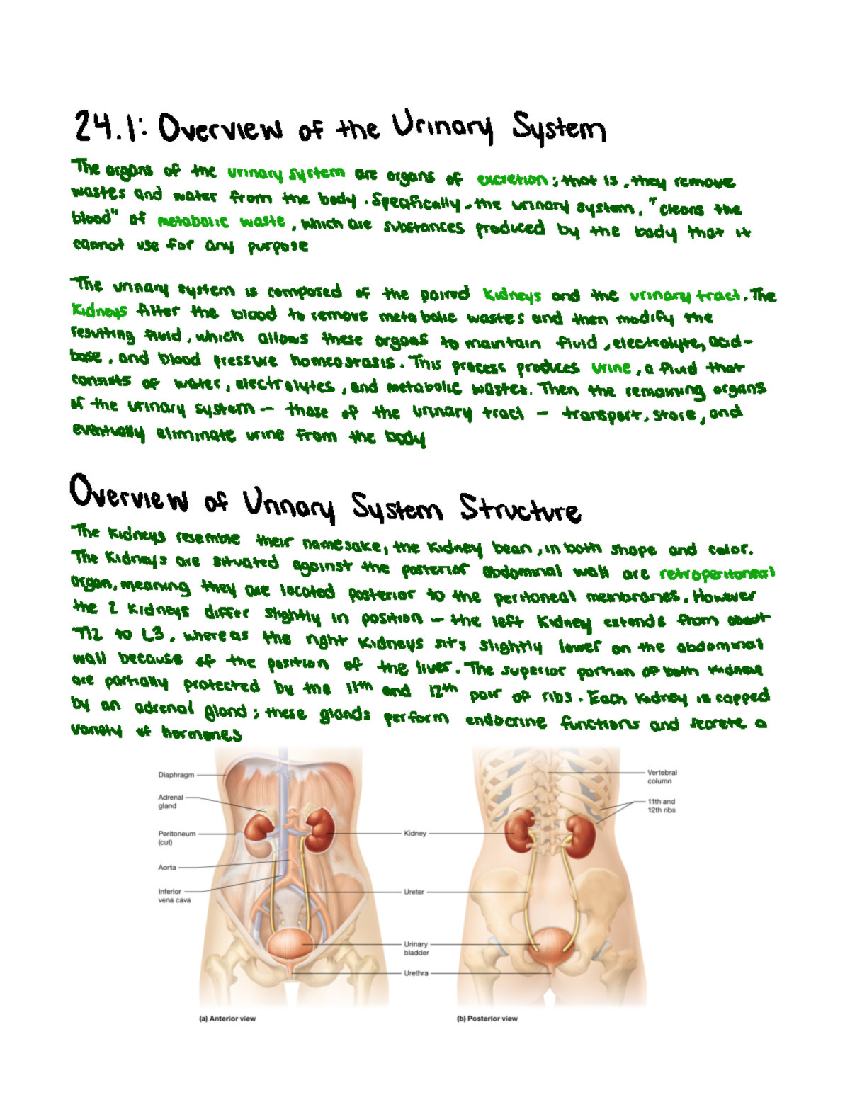 Chapter 24 - Detailed Insights on the Urinary System - Studocu