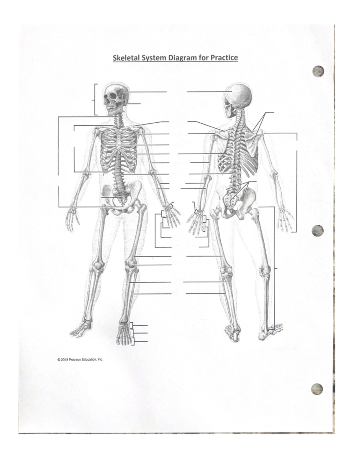 Skeletal System Diagram Unlabeled