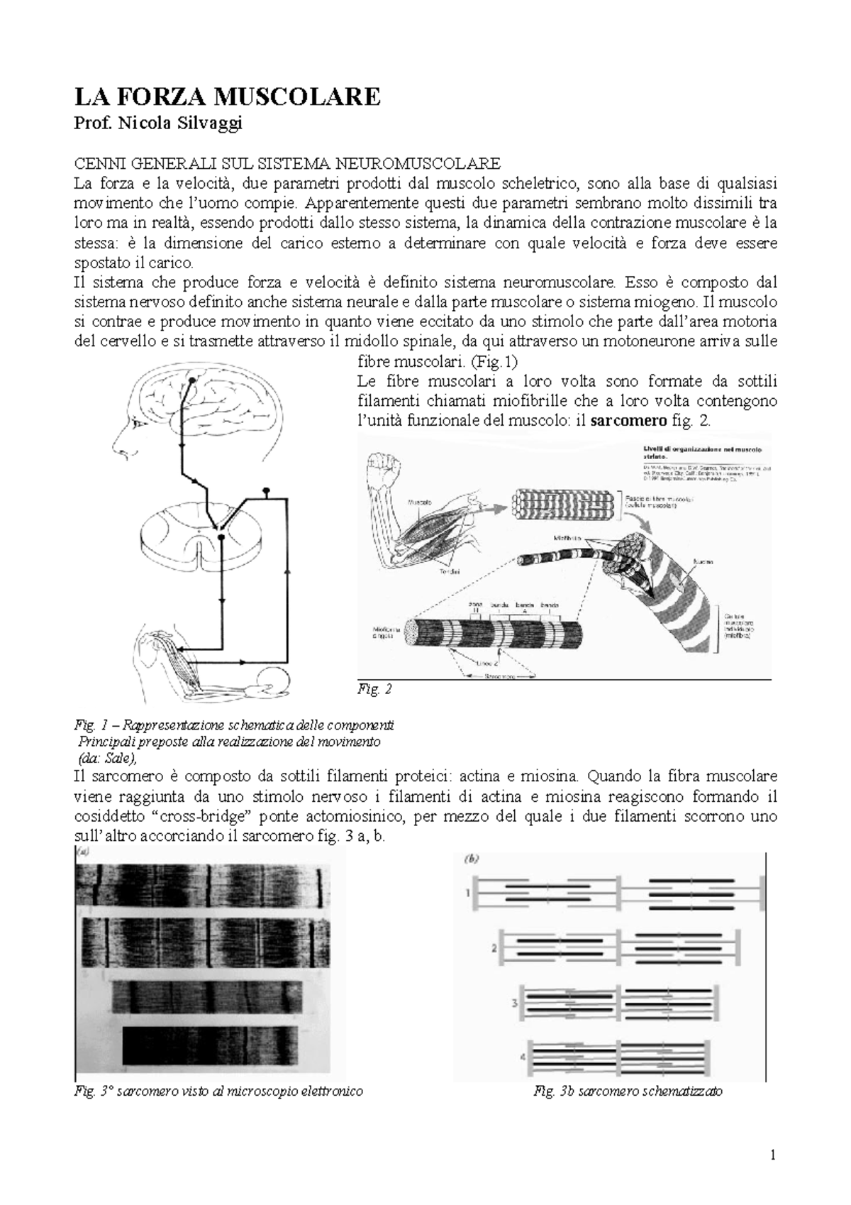 Forza Muscolare e Sistema Neuromuscolare - Approfondimenti e Meccanismi ...