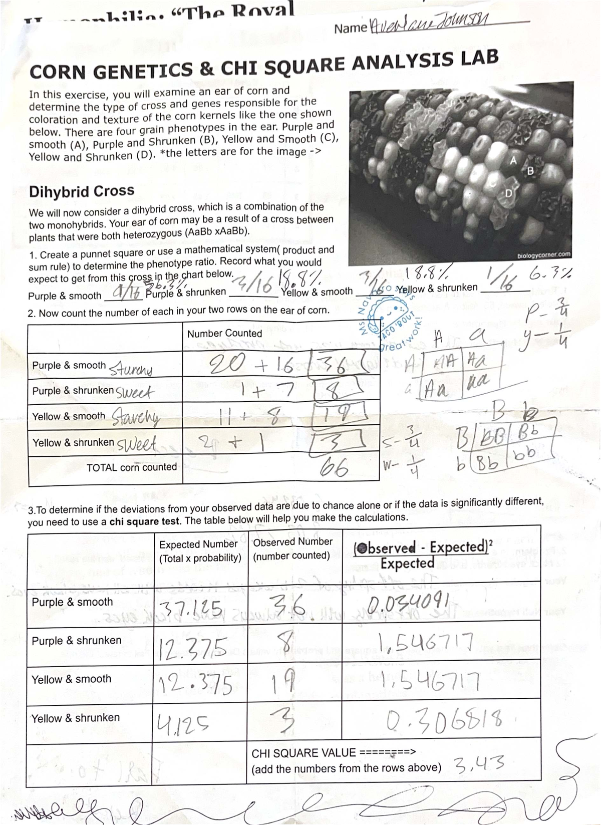 CORN Genetics & Chi Square Analysis Lab Report (Lab Exercise) - Studocu
