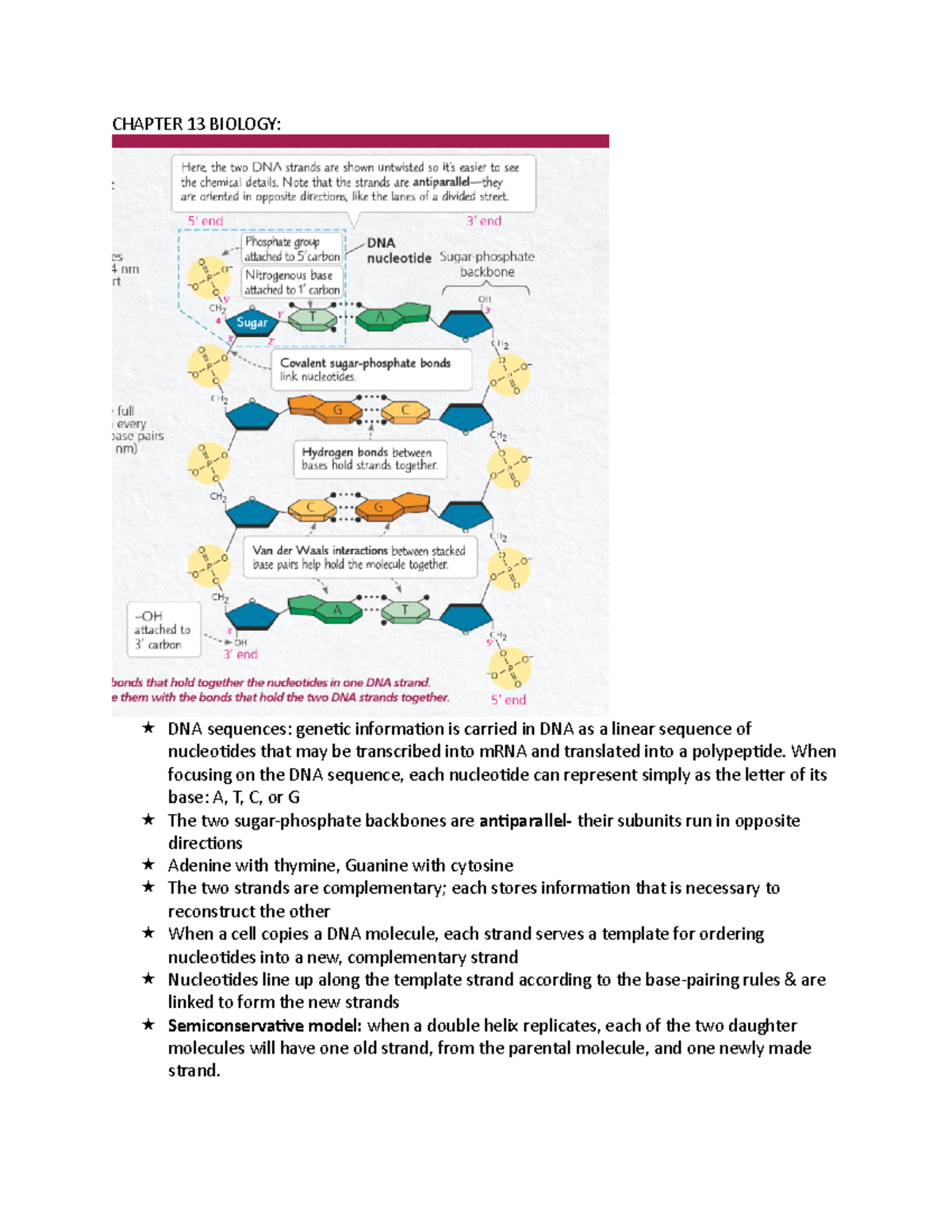 UNL LIFE 120 Chapter 13 Lecture Notes on DNA Structure & Replication ...