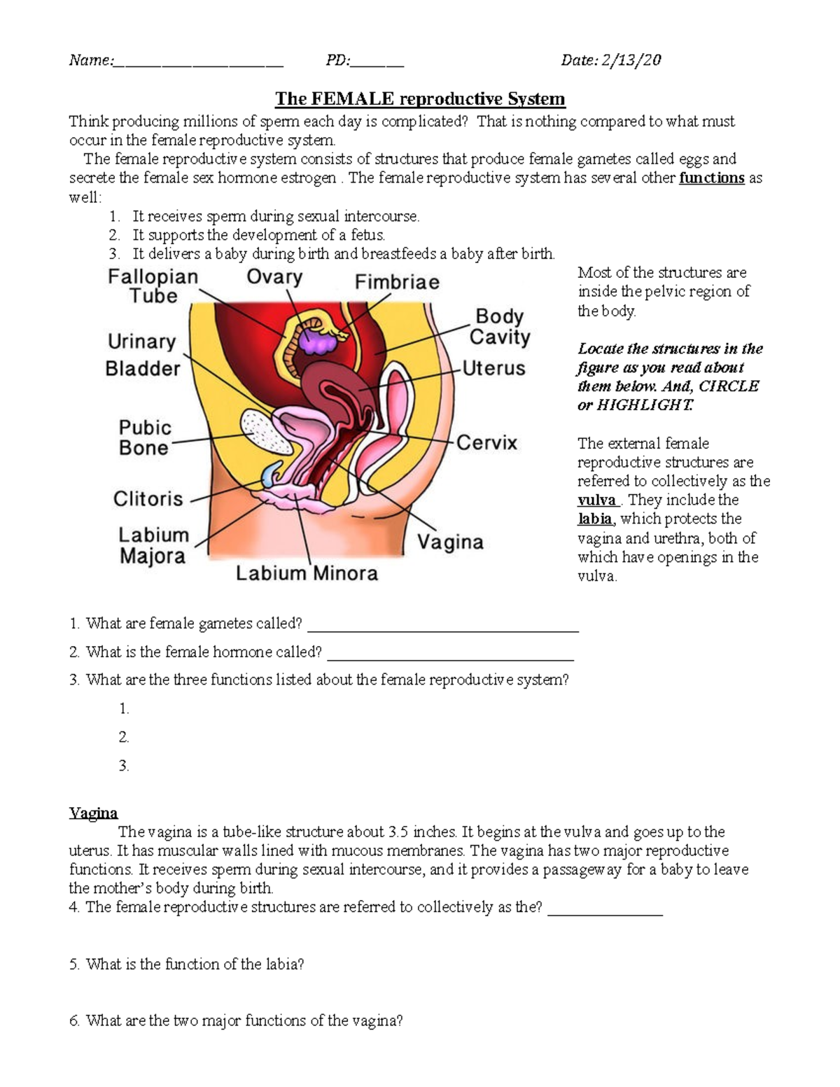 Female Reproductive System Worksheet