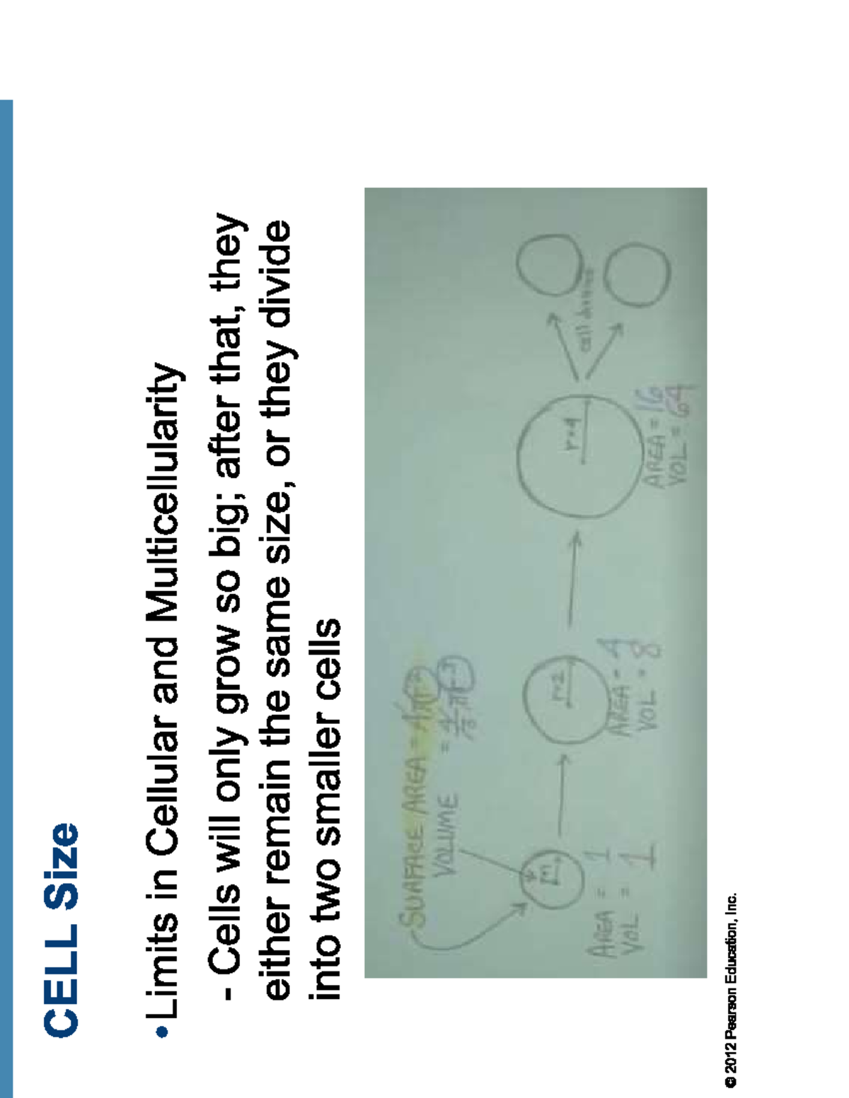CELL Size Limits in Cellular & Multicellularity: Notes - Studocu