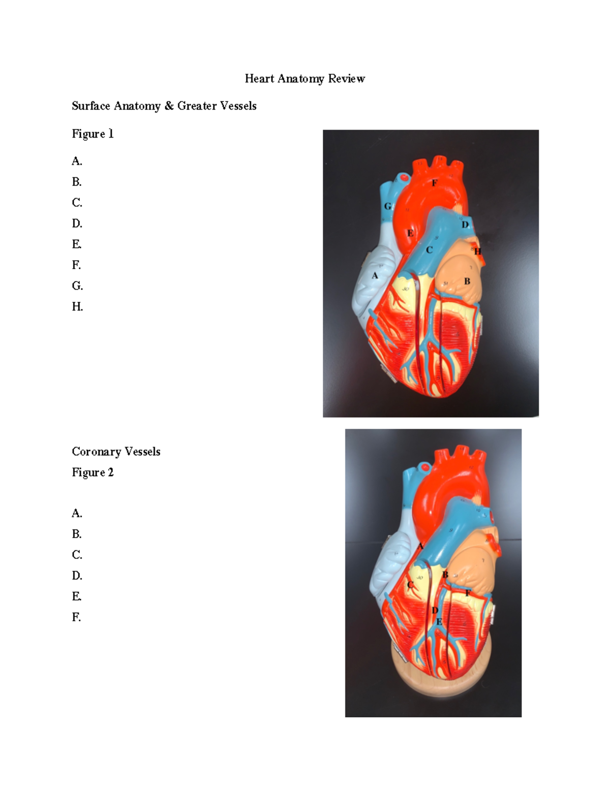Heart Anatomy Review - Heart Anatomy Review Surface Anatomy & Greater ...