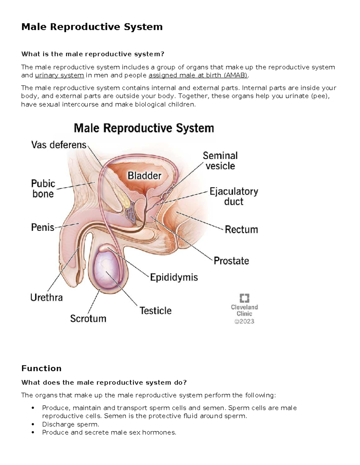 Male Reproductive System Overview: Anatomy, Functions, and Disorders - Studocu