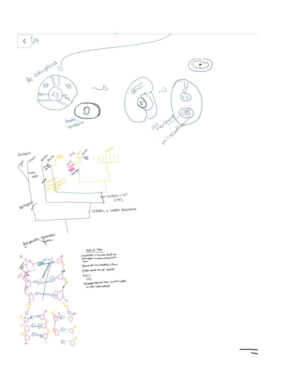 Bio 129 - Eukaryotic Cell Structure and Function Overview - Studocu