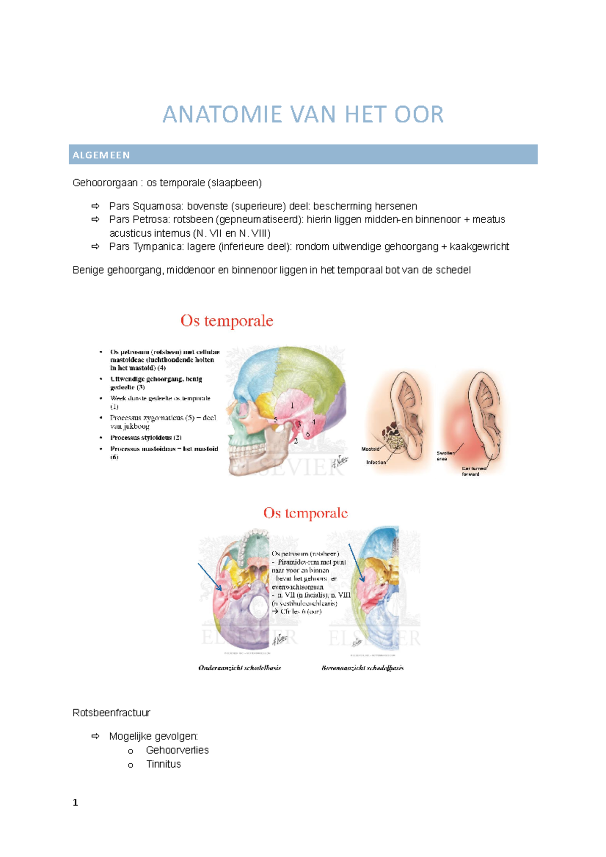 Anatomie van het Oor: Overzicht van Structuren en Functies - Studocu