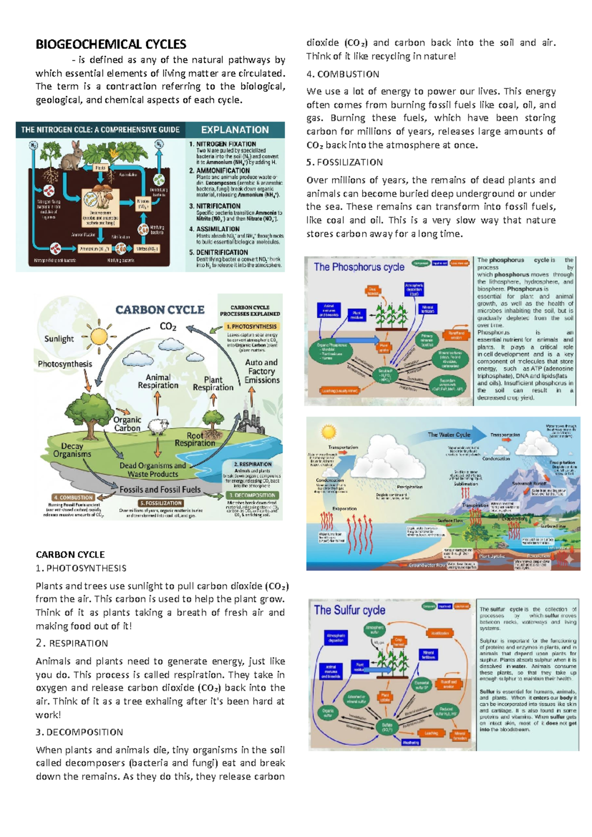 BIO 101: Understanding Biogeochemical Cycles and the Carbon Cycle - Studocu