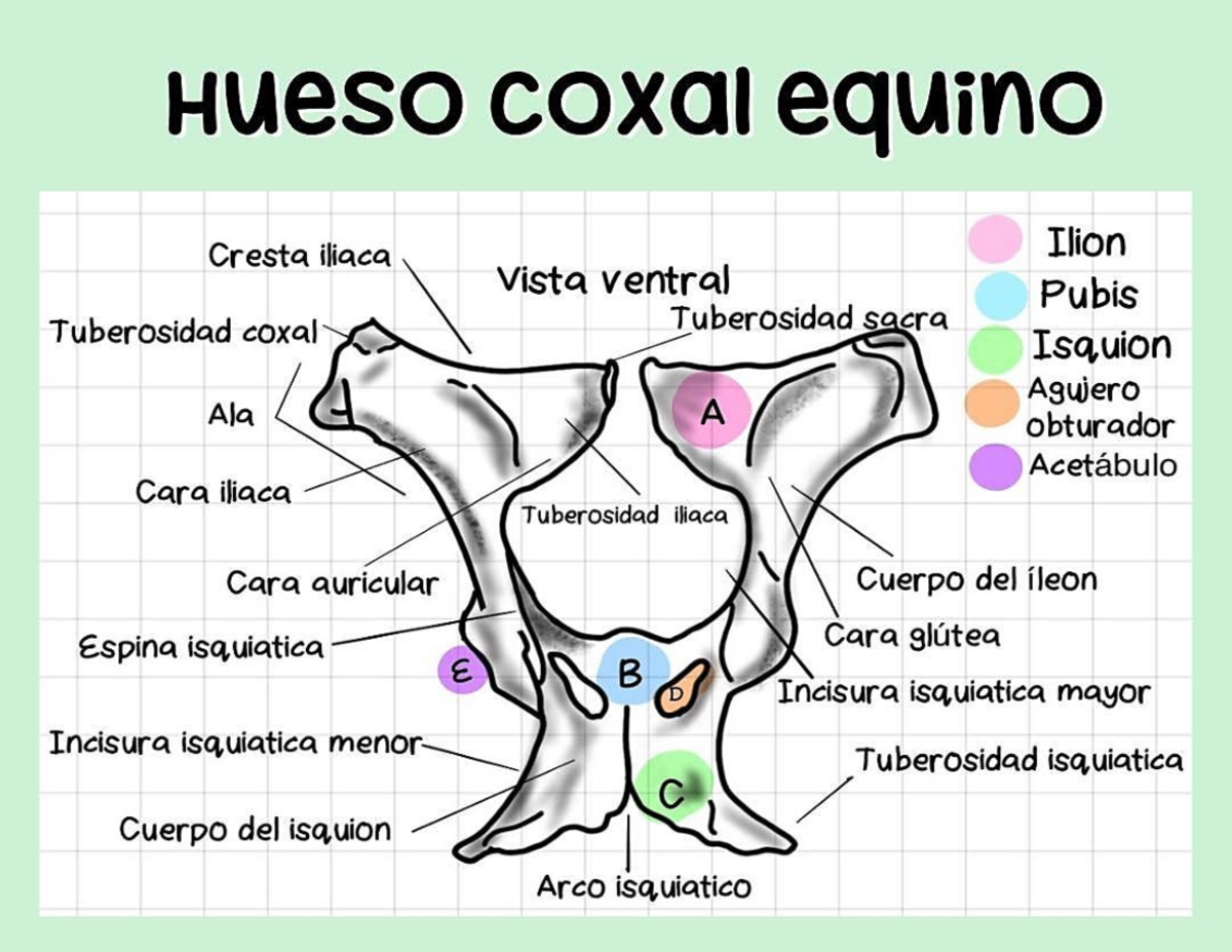Hueso coxal equino - Anatomía Descriptiva y Topográfica I - Studocu