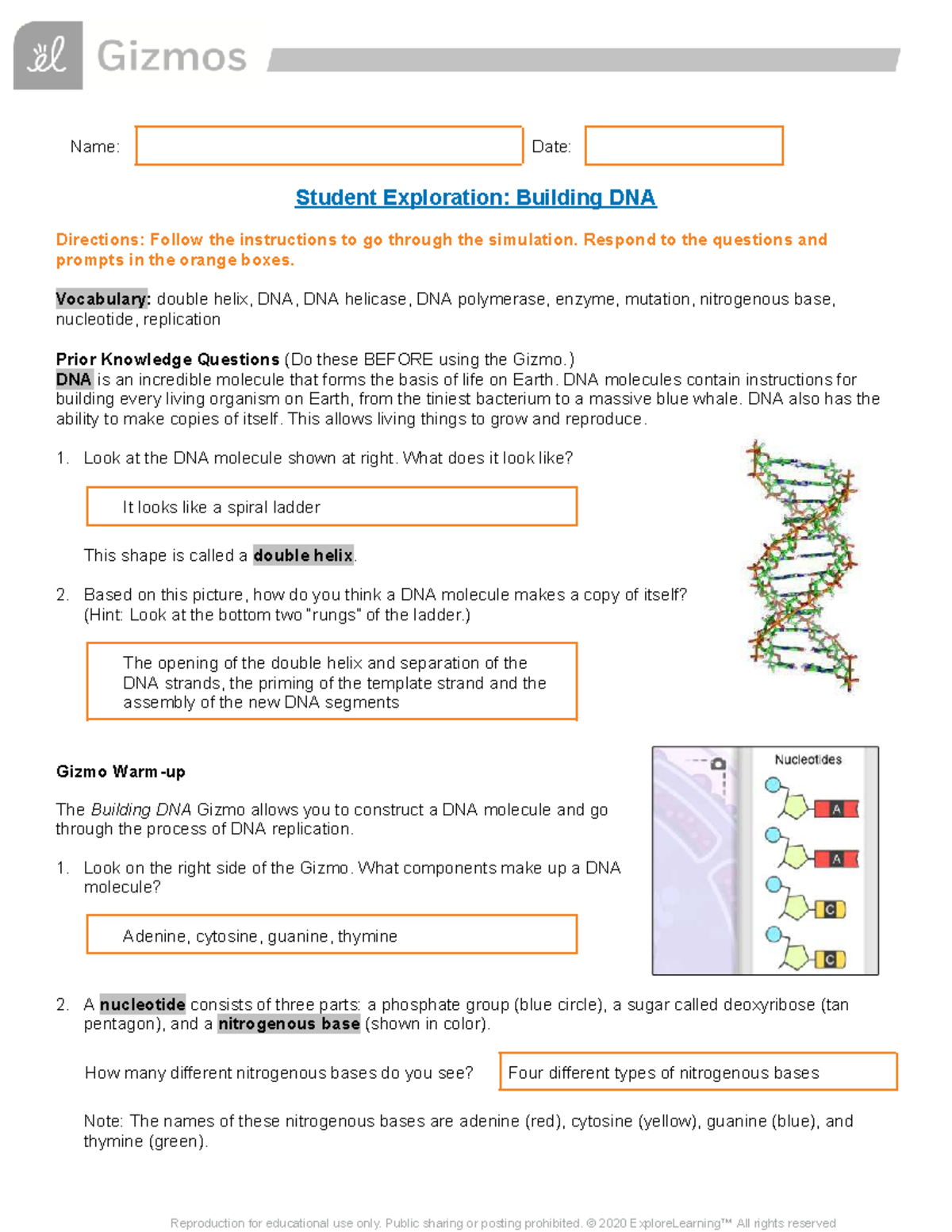 2.1 Gizmo Lab: Exploring DNA Structure & Replication - Studocu