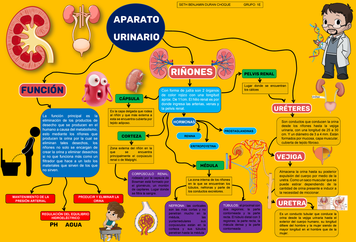 Mapa Del Sistema Urinario