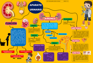 Glandulas Mixtas y Tejido Conectivo: Anatomía y Funciones - Studocu