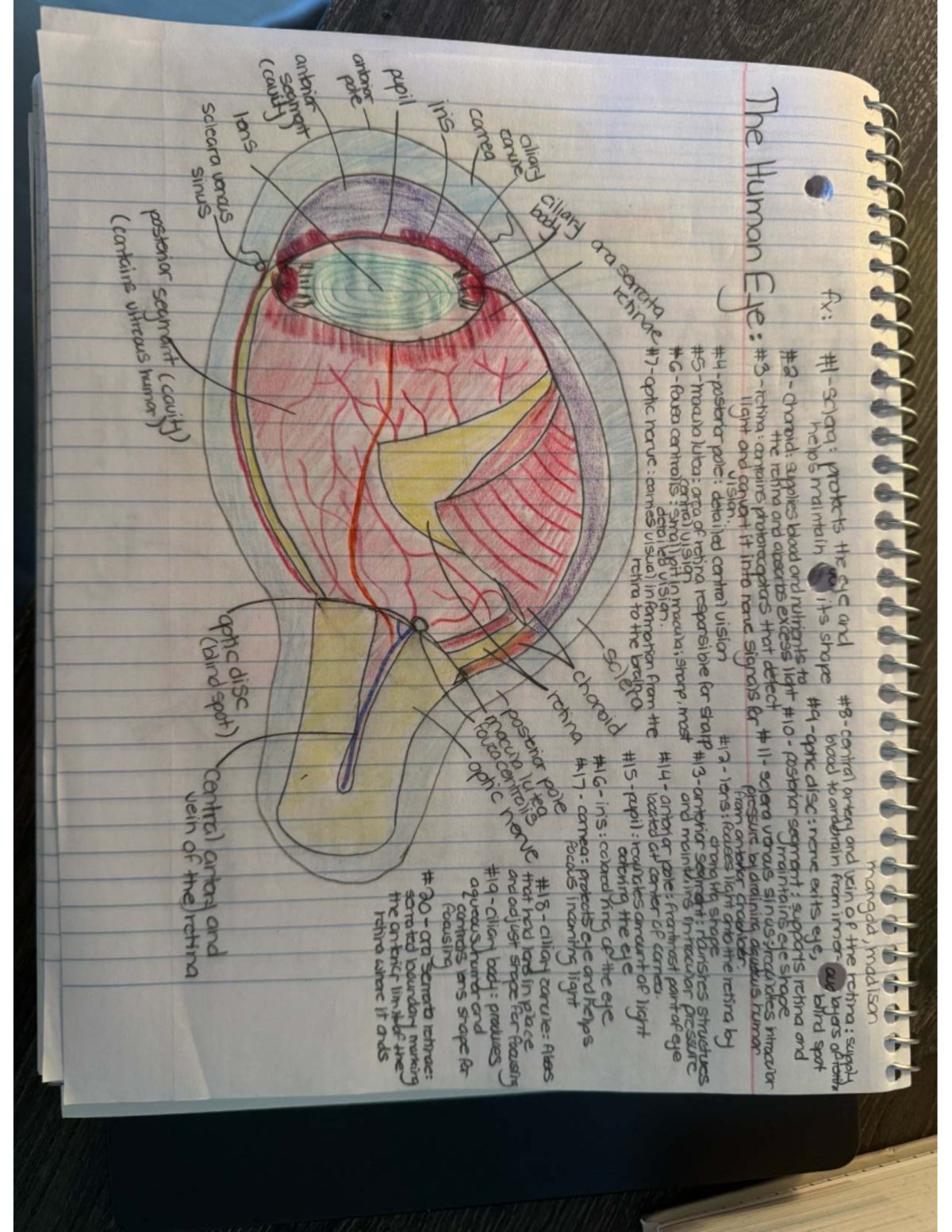 Human Eye Anatomy: Labeled Diagram and Key Structures - Studocu