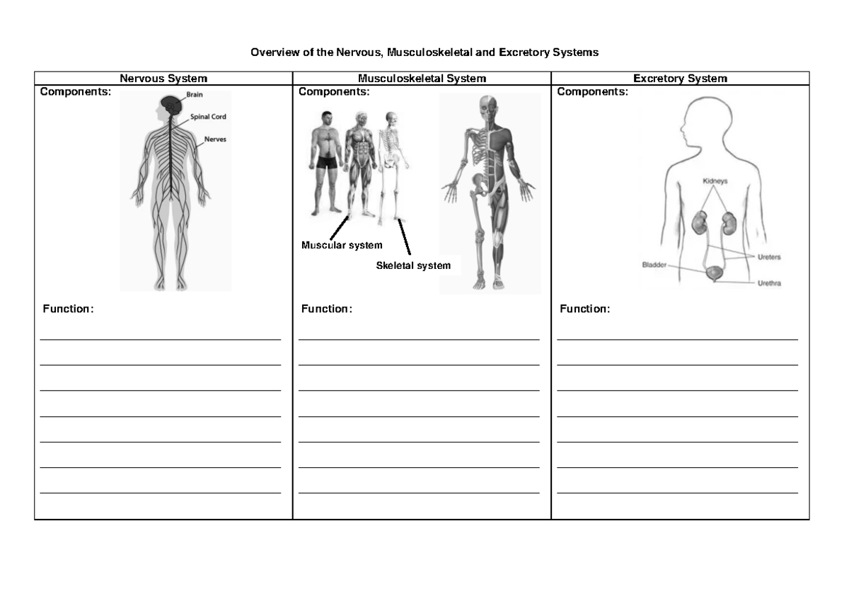 Overview Nervous, Musculoskeletal, Excretory Systems - Overview of the ...