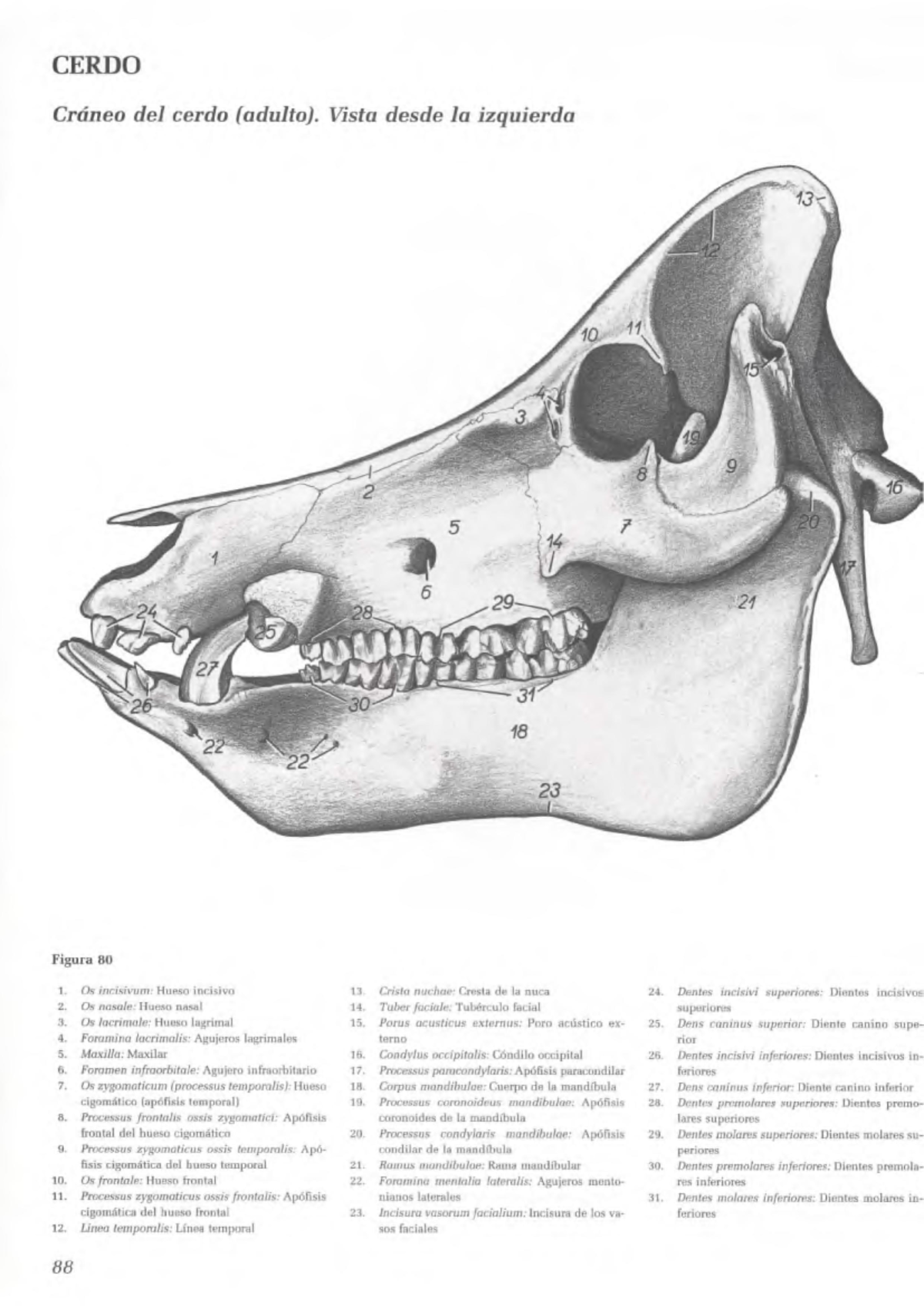 Estudio del Cráneo del Cerdo: Anatomía y Vista Detallada - Studocu