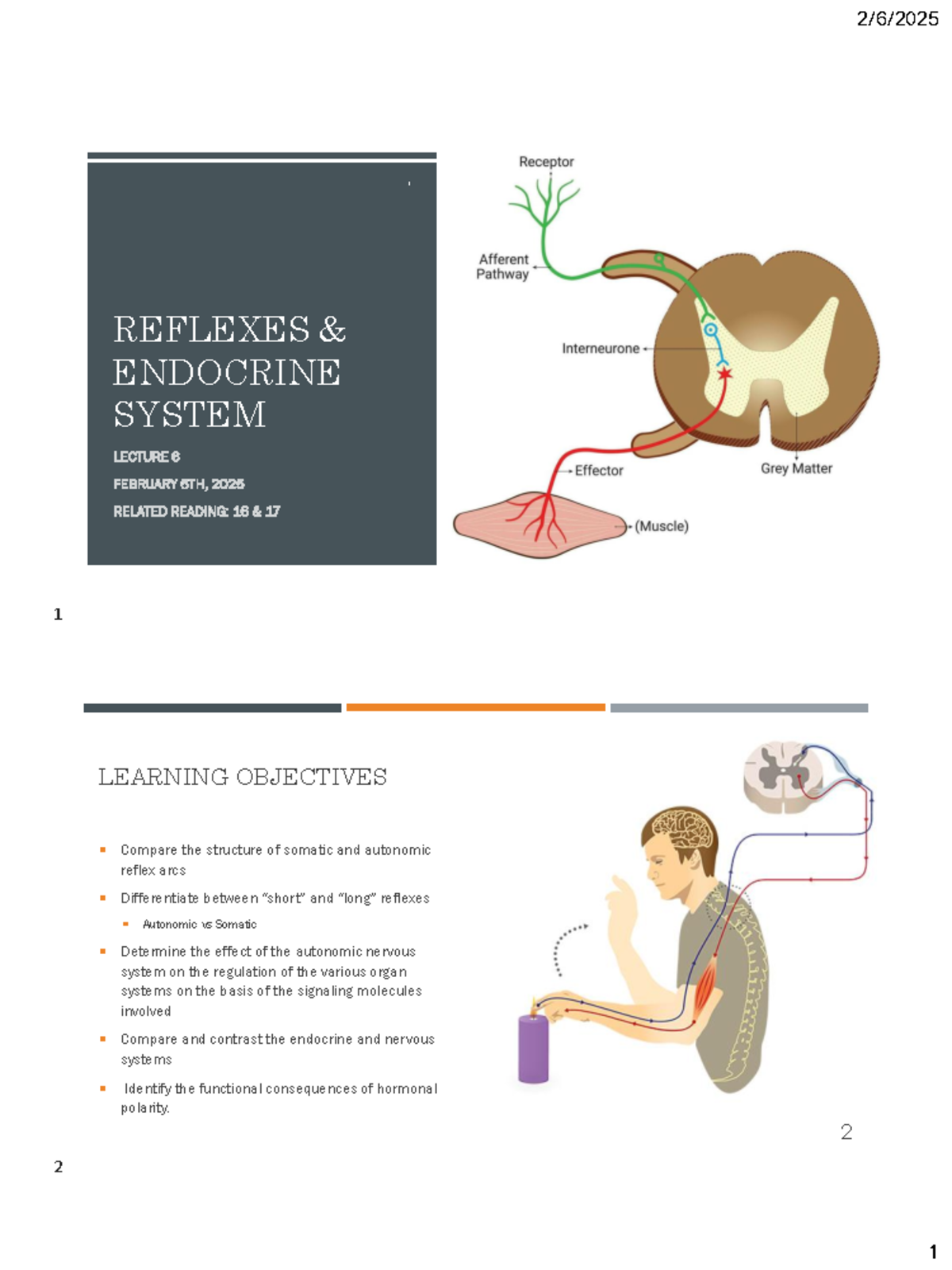 Reflexes and the Endocrine System: Structure, Function, and Hormones ...