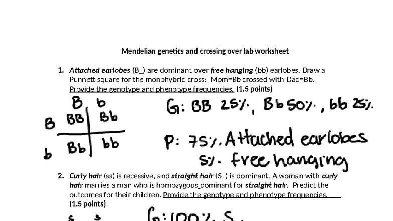 Mendelian Genetics Lab Worksheet: Punnett Squares & Outcomes - Studocu
