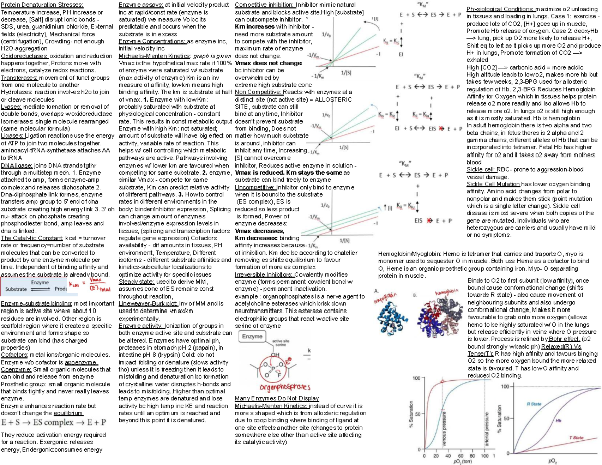 Biochem 1 Cheat Sheet: Protein Denaturation & Enzyme Kinetics - Studocu
