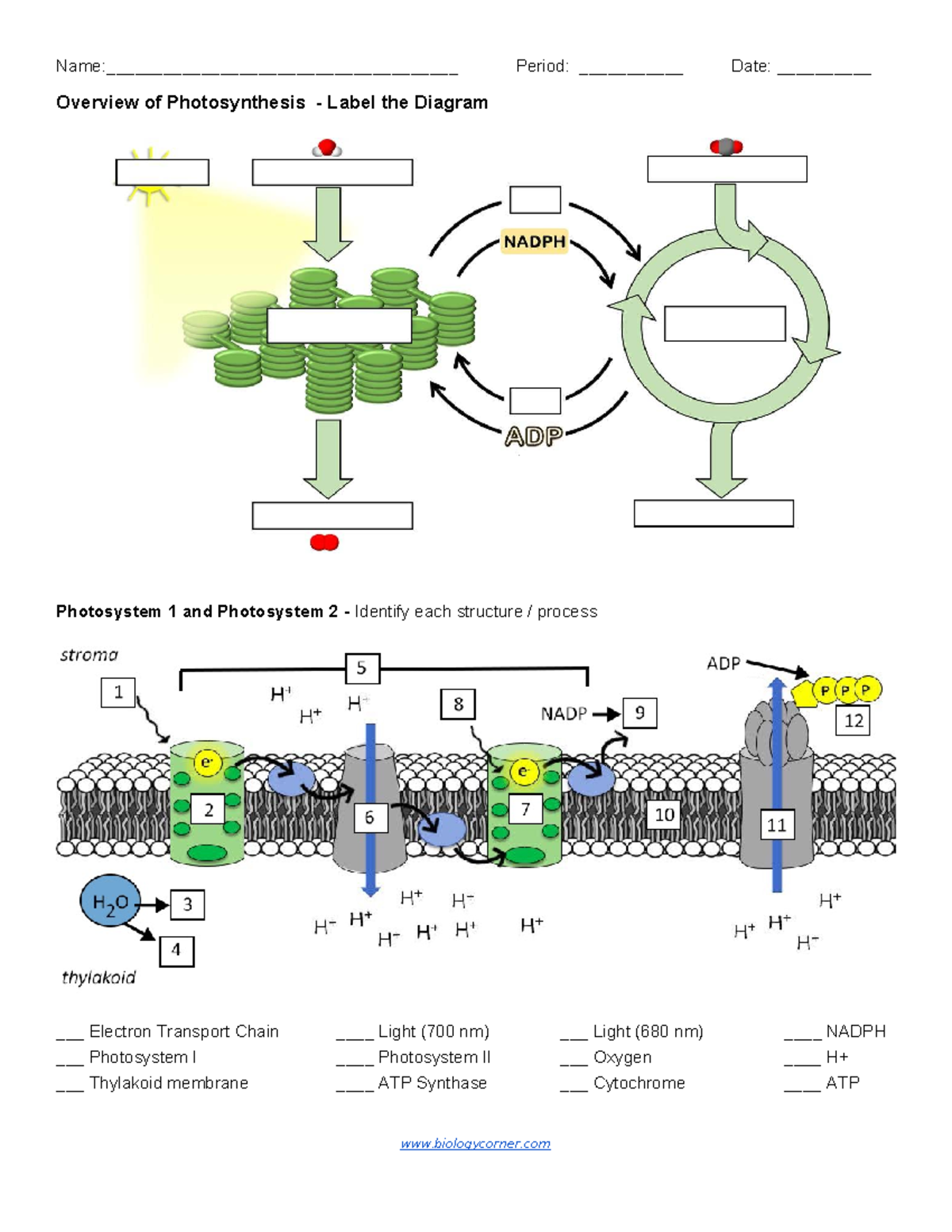 Label Photosystem Iand Iikey-1 - Name ...