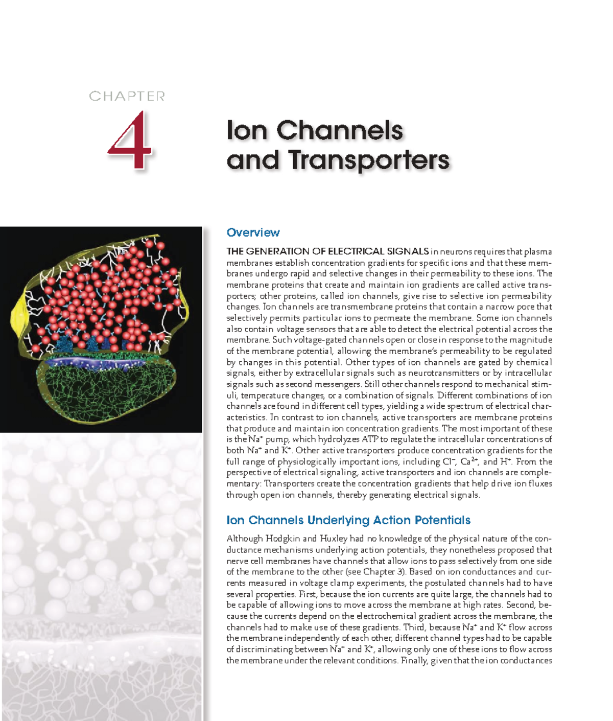 Ion Channels and Transporters: Overview and Action Potentials - Studocu