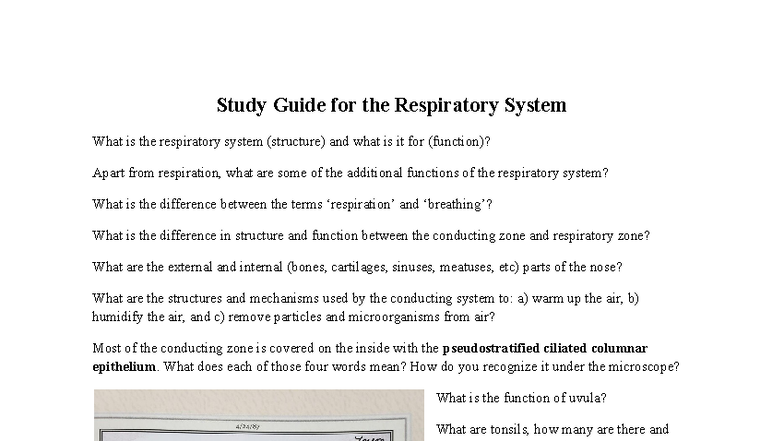 Respiratory System Study Guide: Structure, Function & Key Concepts ...