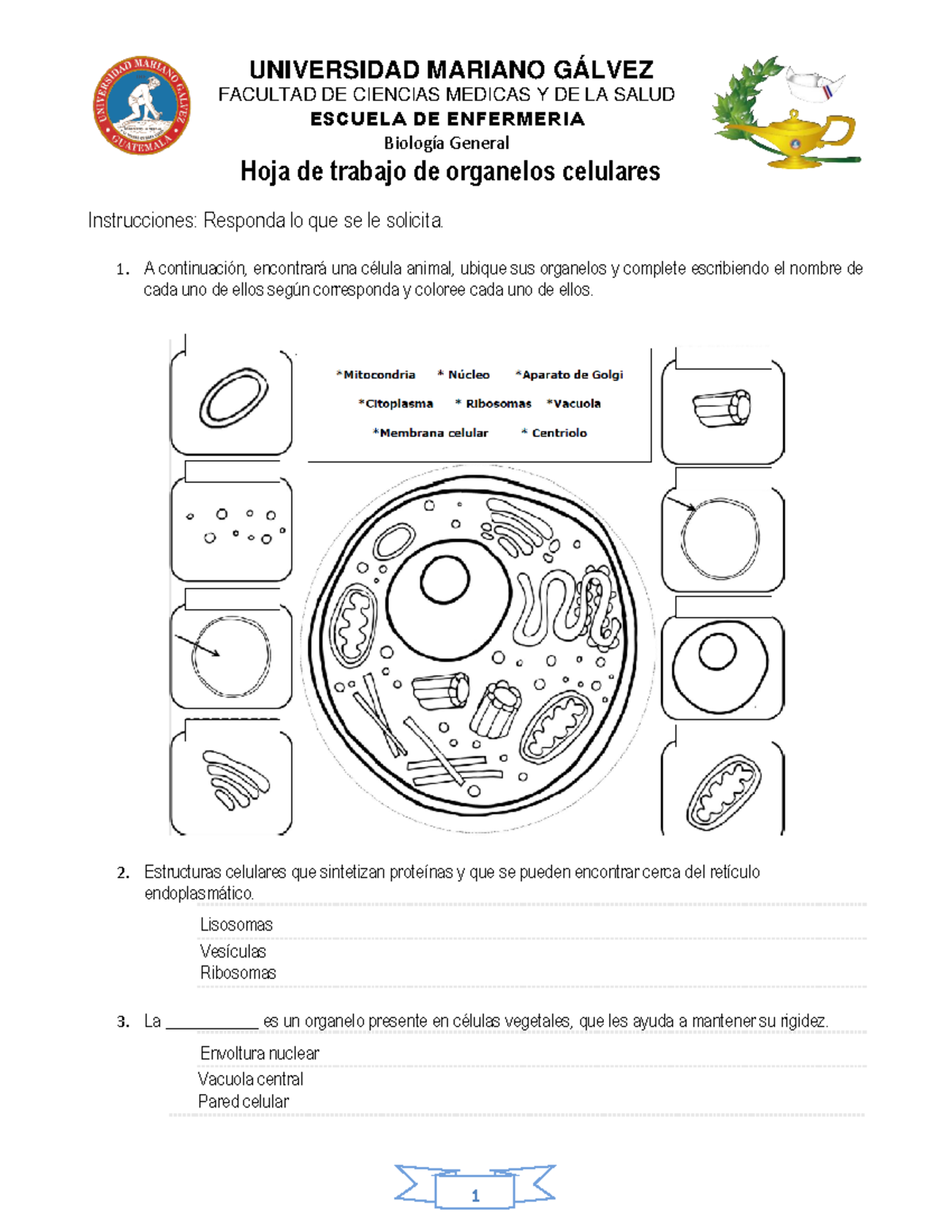 Hoja De Trabajo Sobre Organelos Celulares