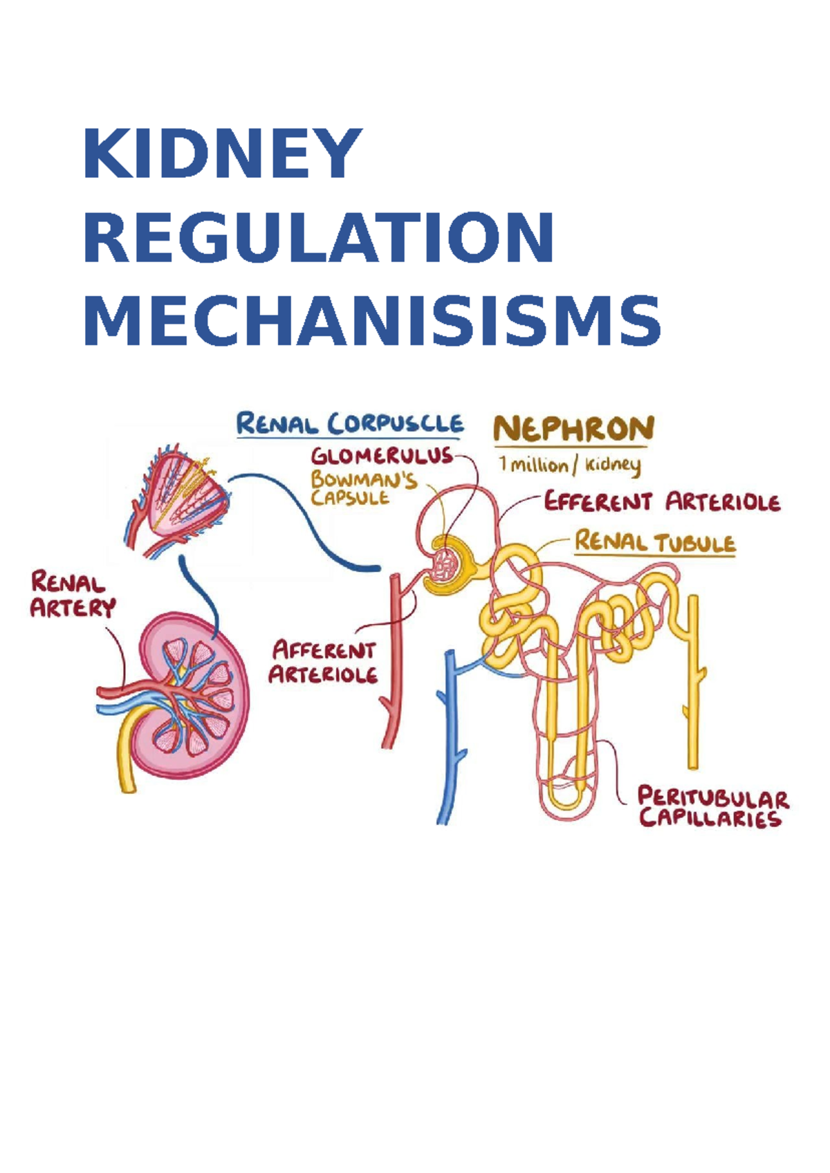 Case Study: Kidney Regulation Mechanisms (LG1) - Studeersnel