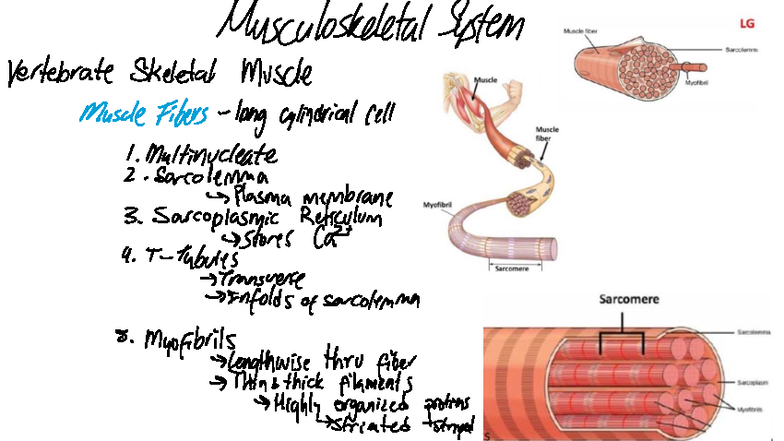 Muscle Contraction Mechanism: Sliding Filament Theory (BIO 101) - Studocu