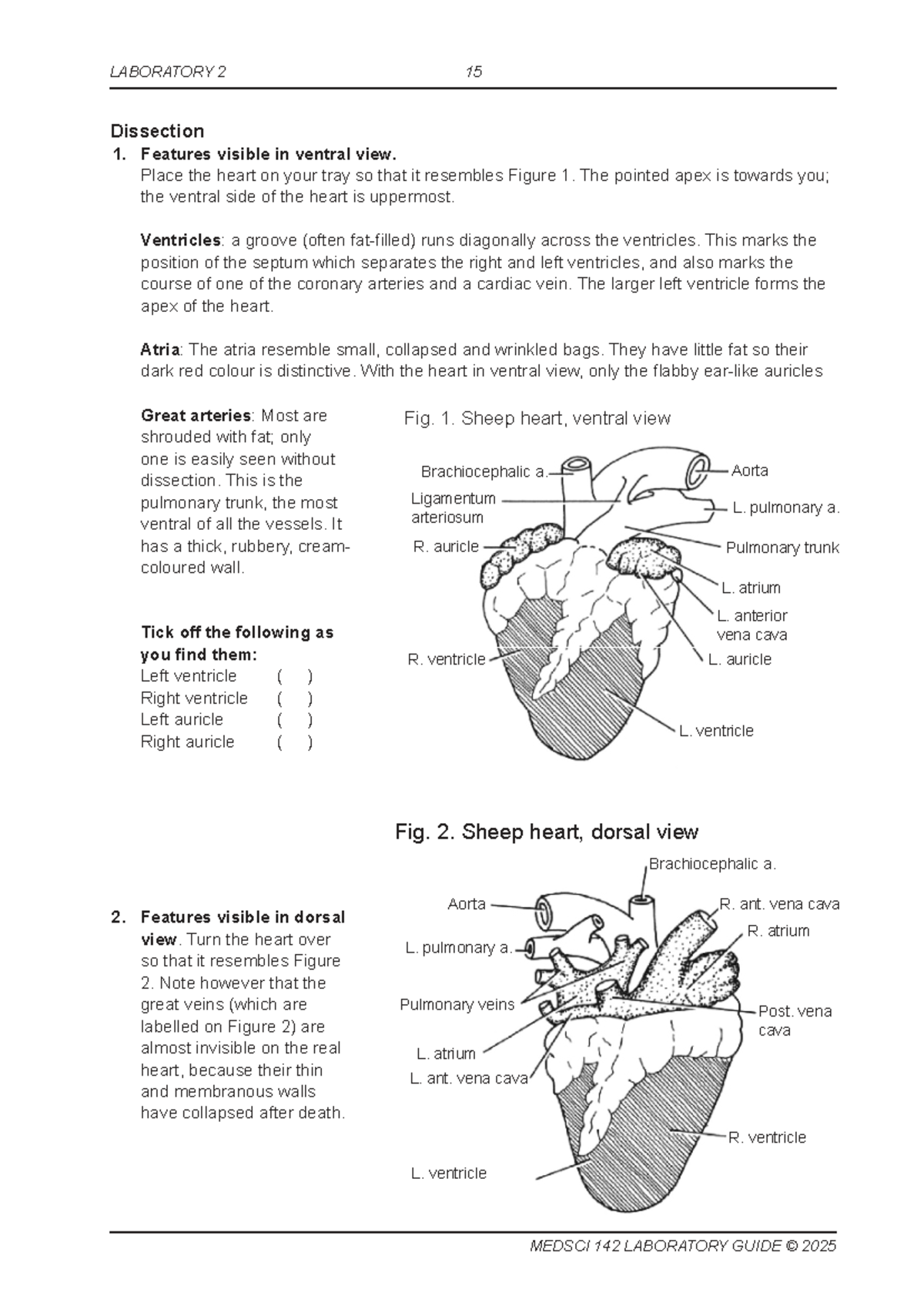 MEDSCI 142 Lab 2: Dissection of the Sheep Heart - Ventral & Dorsal ...