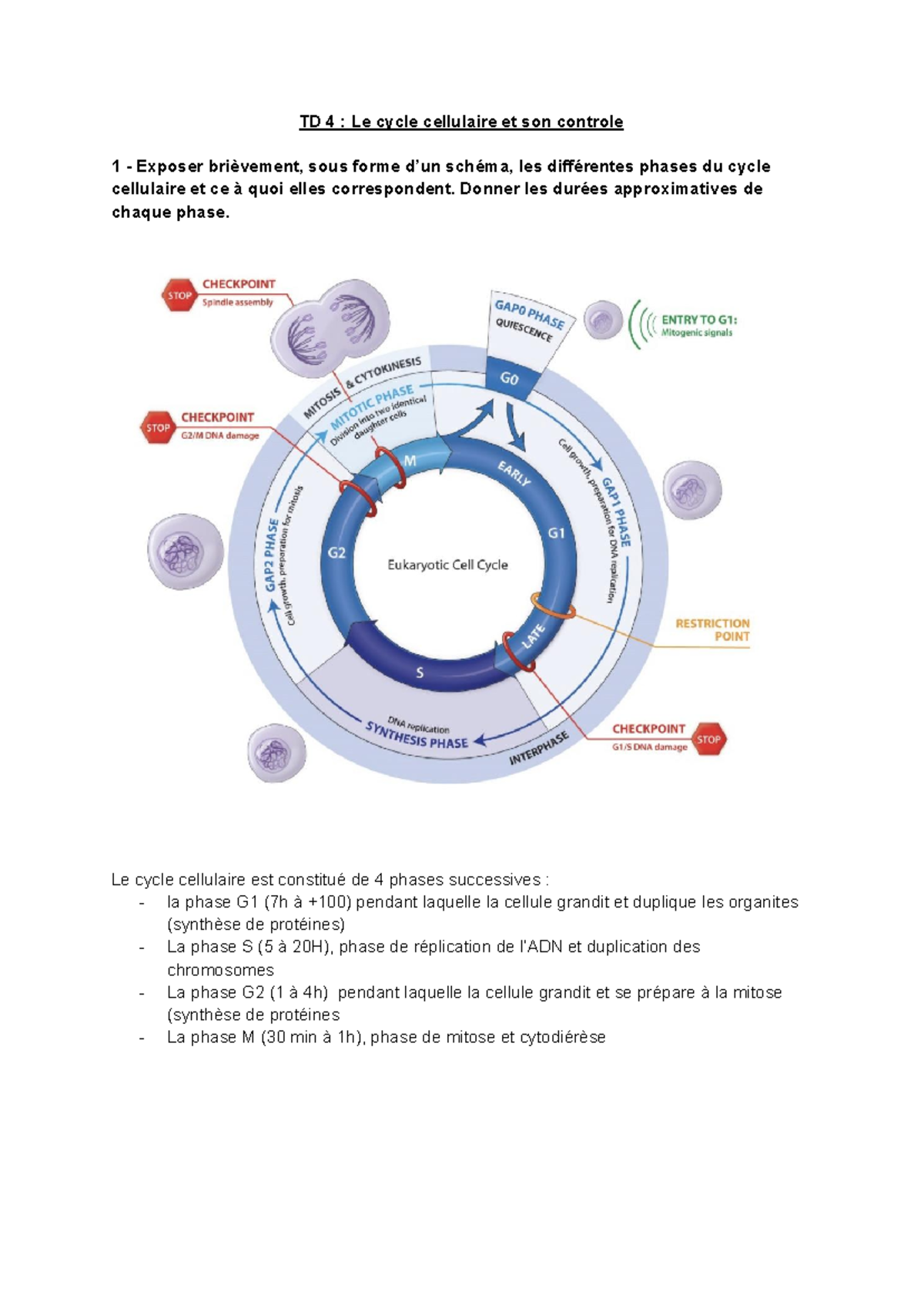 Préparation TD 4 - Td 4 - TD 4 : Le cycle cellulaire et son controle 1 ...