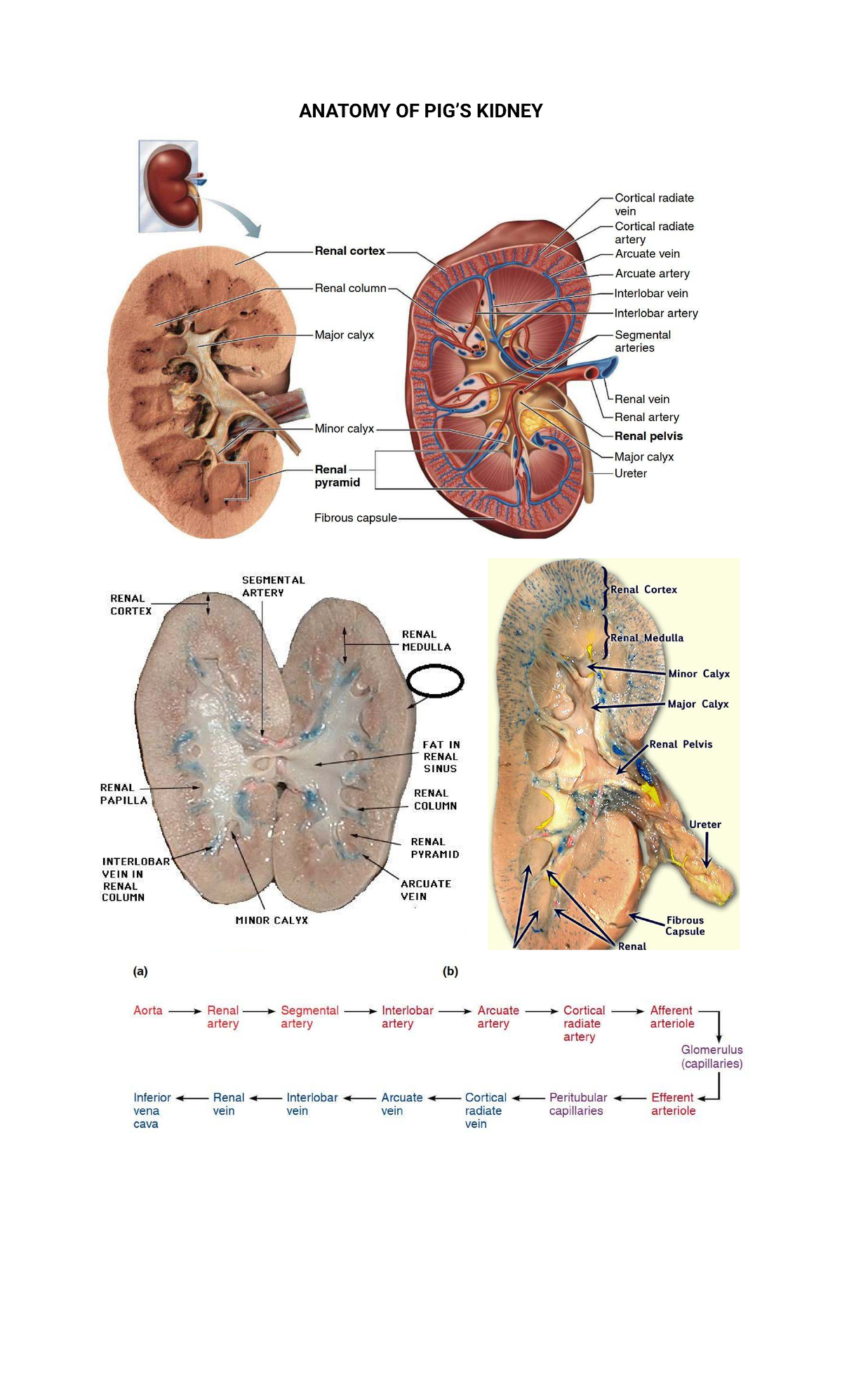 ANATOMY OF KIDNEY: STRUCTURES & FUNCTIONS (BIO 101) - Studocu
