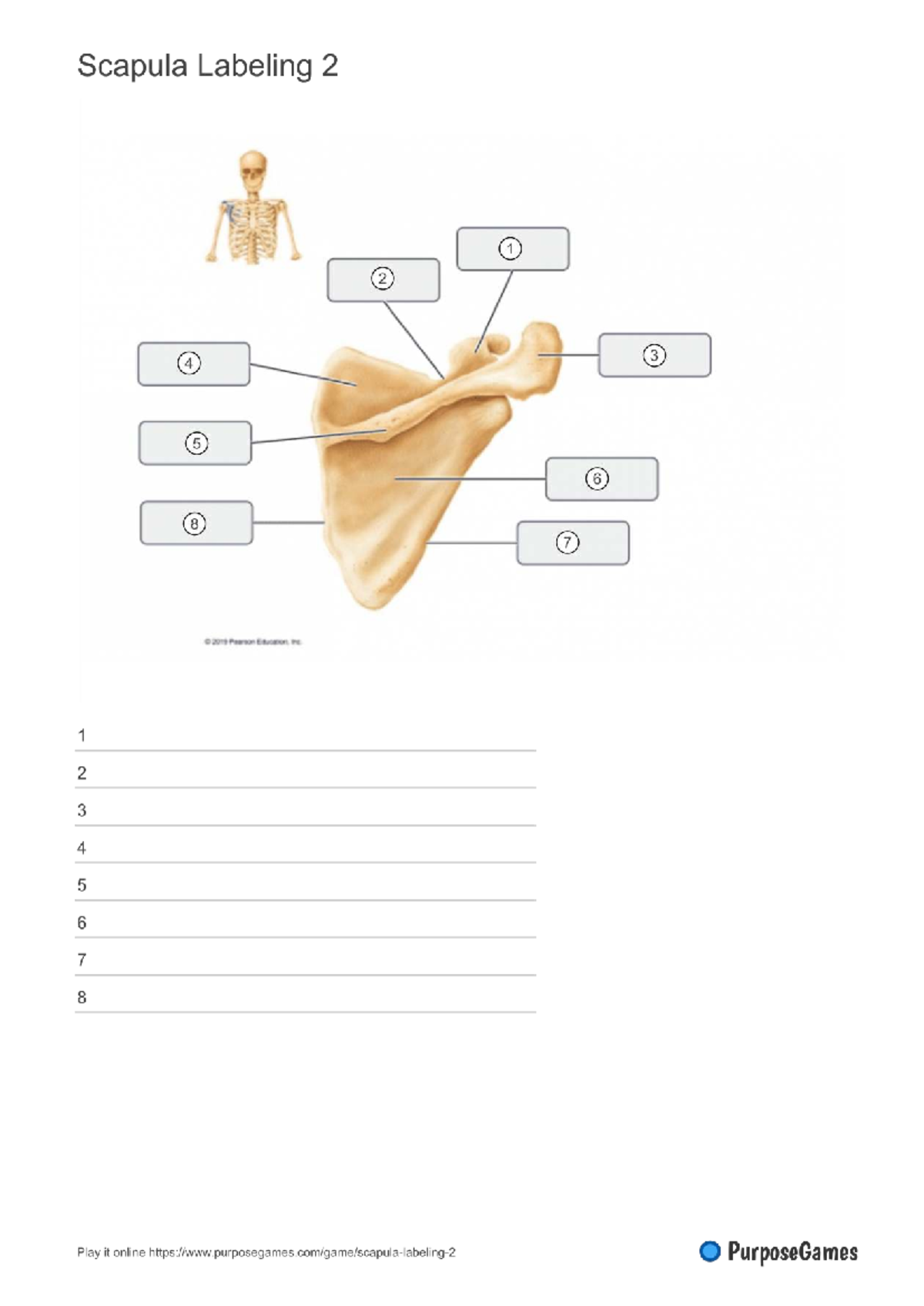 Scapula - Lab handout for skeletal system - BIOL201N - Scapula Labeling ...