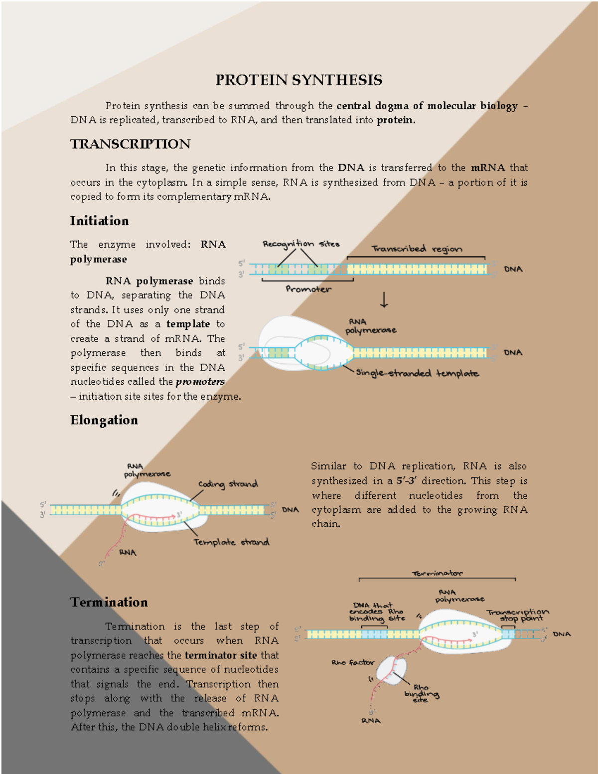 Protein Synthesis - PROTEIN SYNTHESIS Protein synthesis can be summed ...