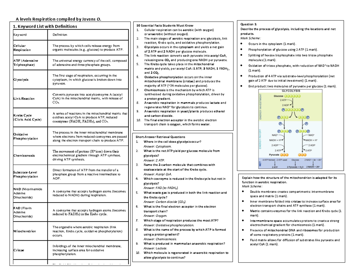 A Levels Biology: Cellular Respiration Knowledge Organizer - Studocu