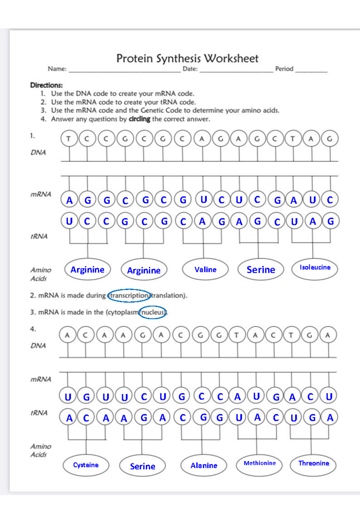 Protein Synthesis Worksheet - General Biology - A G G C U C C G G C G U ...
