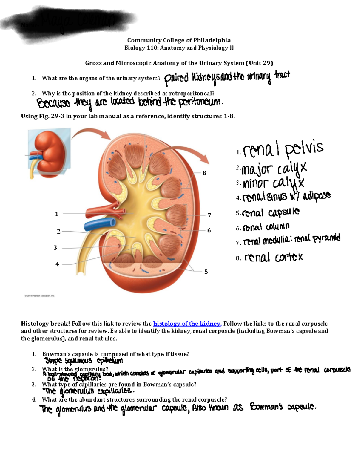 Bio 110 Online: Urinary System Lab Guide & Structure Identification ...