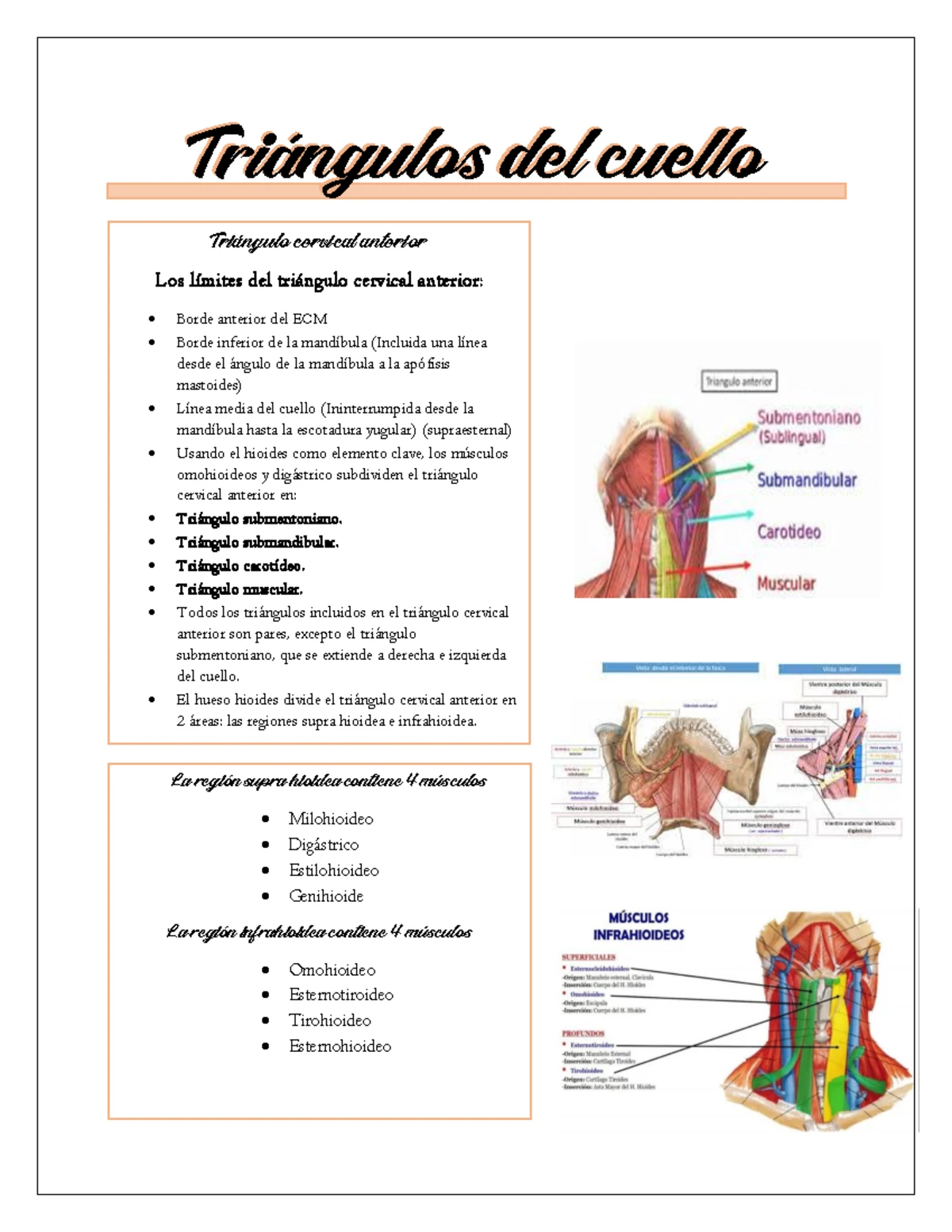 Cráneo - Forámenes y conductos de la base del cráneo Foramen ciego 1 ...