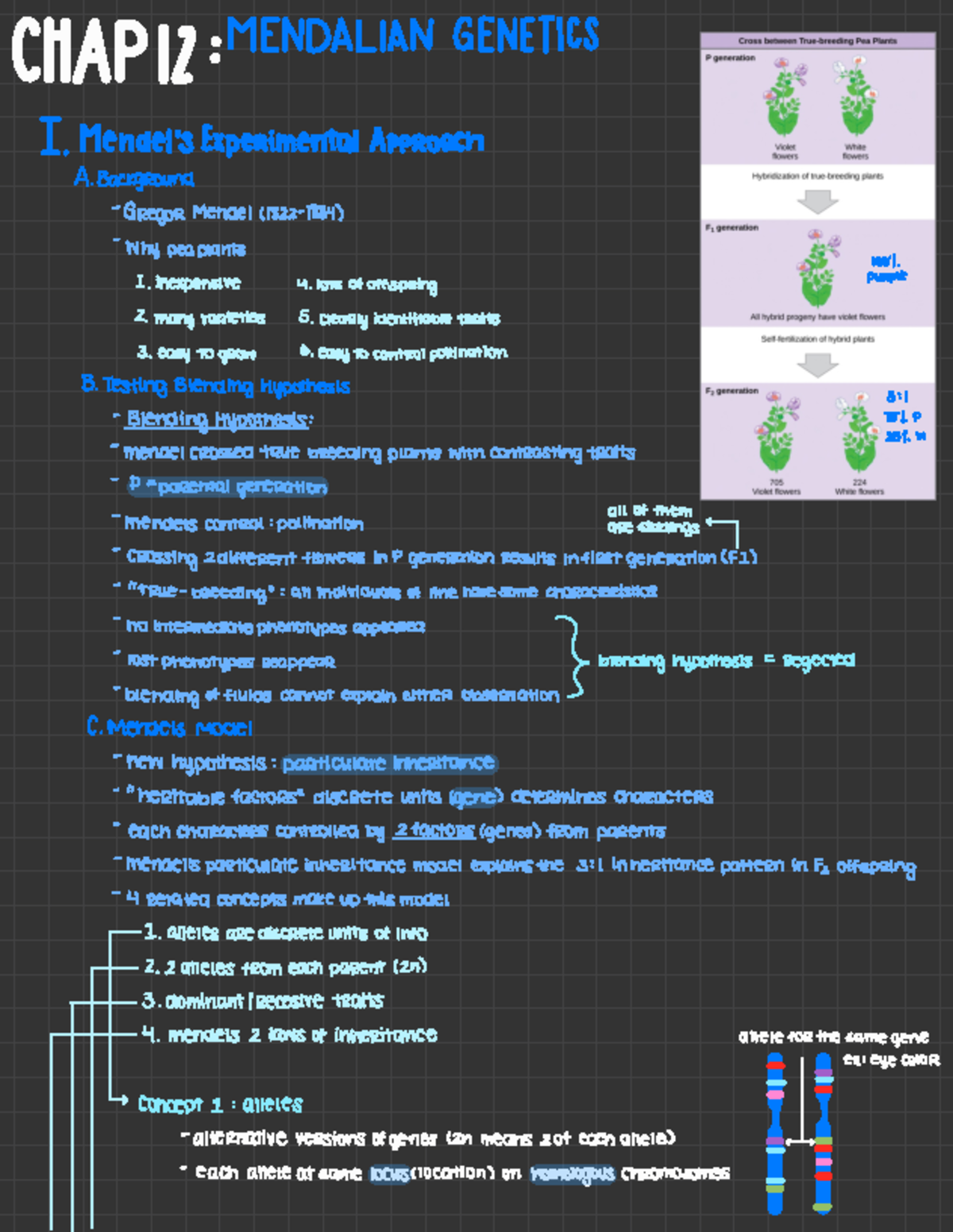 Mendel's Experimental Approach: Understanding Inheritance Patterns - C = C 2 : =C - GETHS Mendel ...