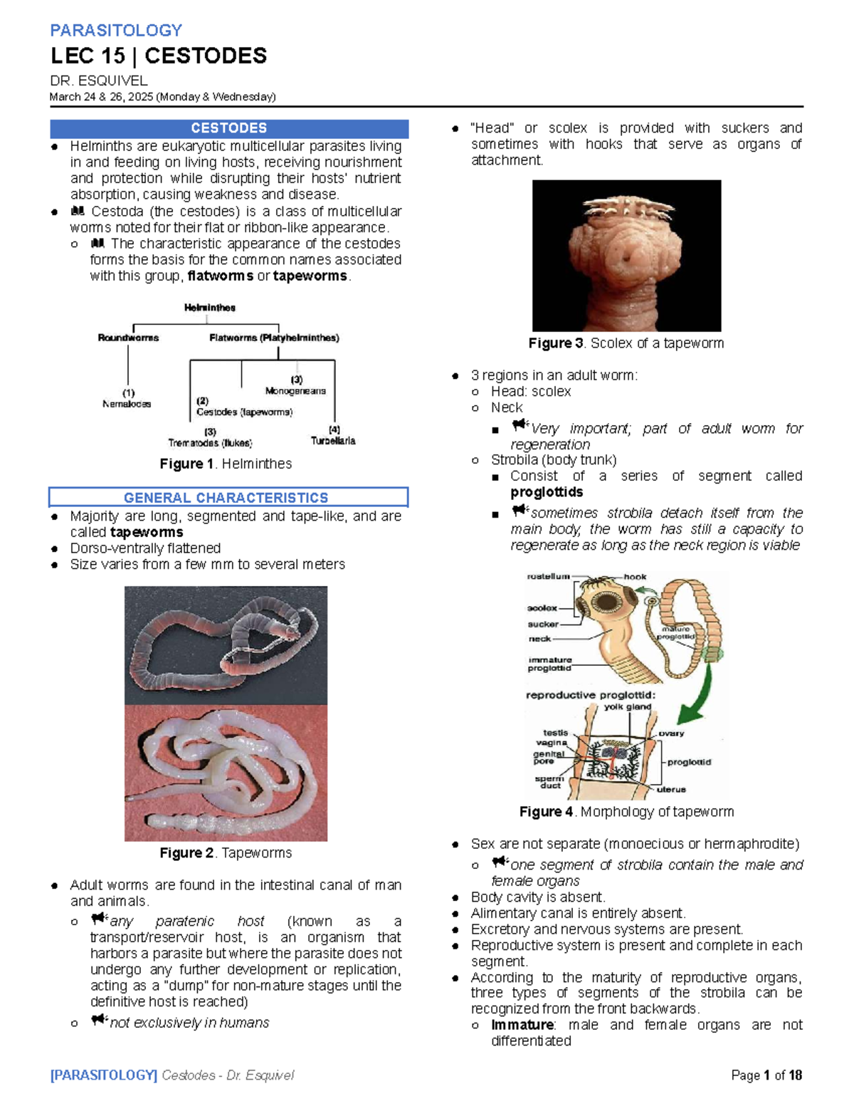 PARASITOLOGY LEC 15: CESTODES OVERVIEW BY DR. ESQUIVEL - Studocu