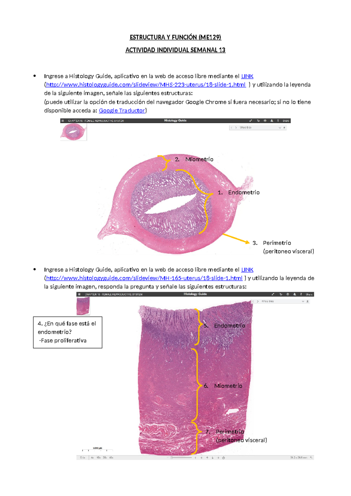 Tarea Académica 13: Estructura y Función del Útero y Ovario (ME129 ...