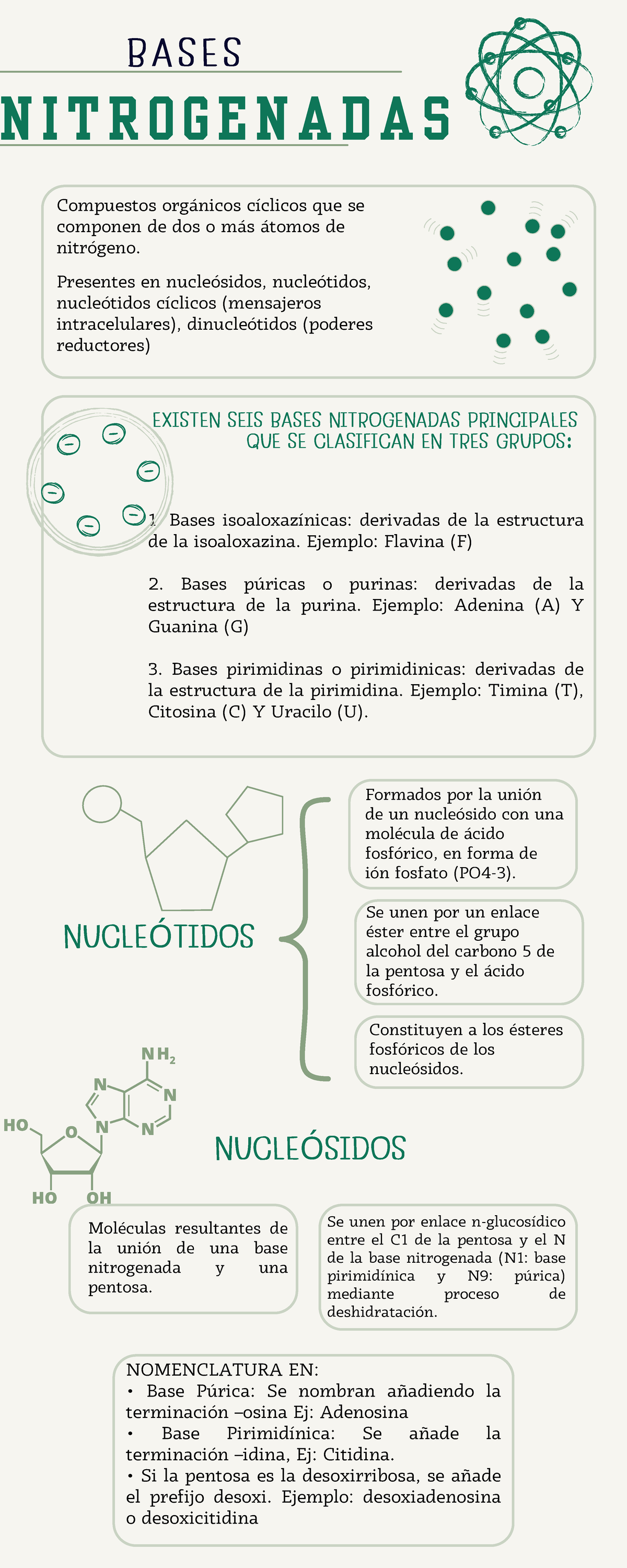 Infografía Bases Nitrogenadas - B A S E S I T R O G E N A D A S 1 ...