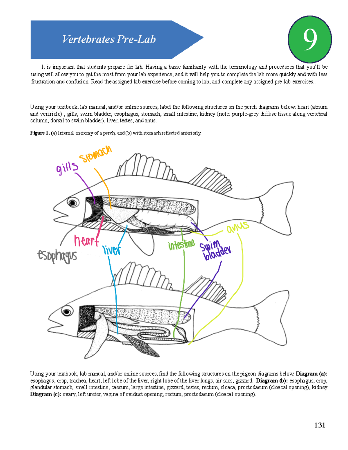 Bio 111 Comparative Vertebrate Pre-Lab Guide and Structure Labeling ...
